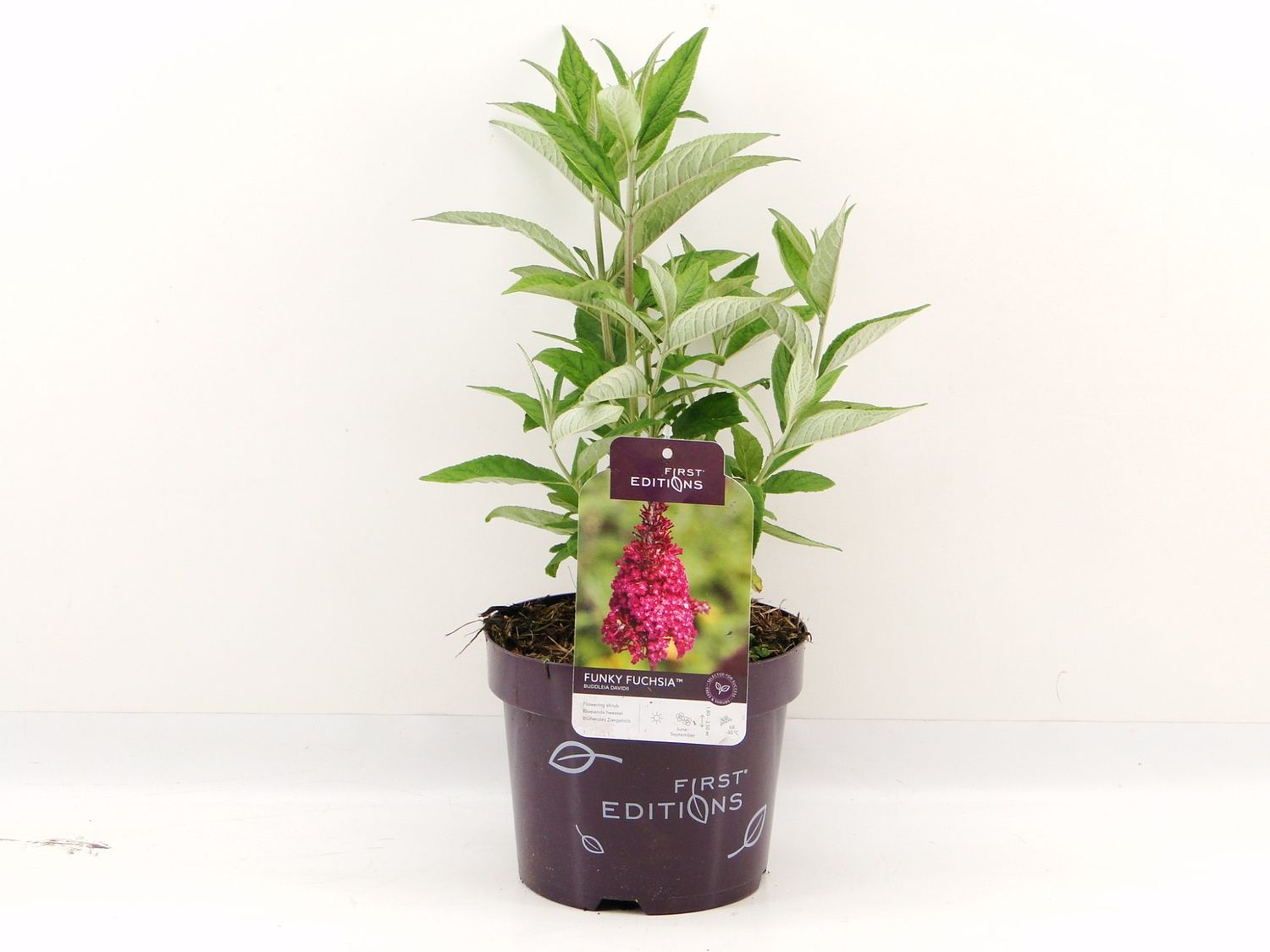 Buddleja davidii FUNKY FUCHSIA — Plant Wholesale FlorAccess