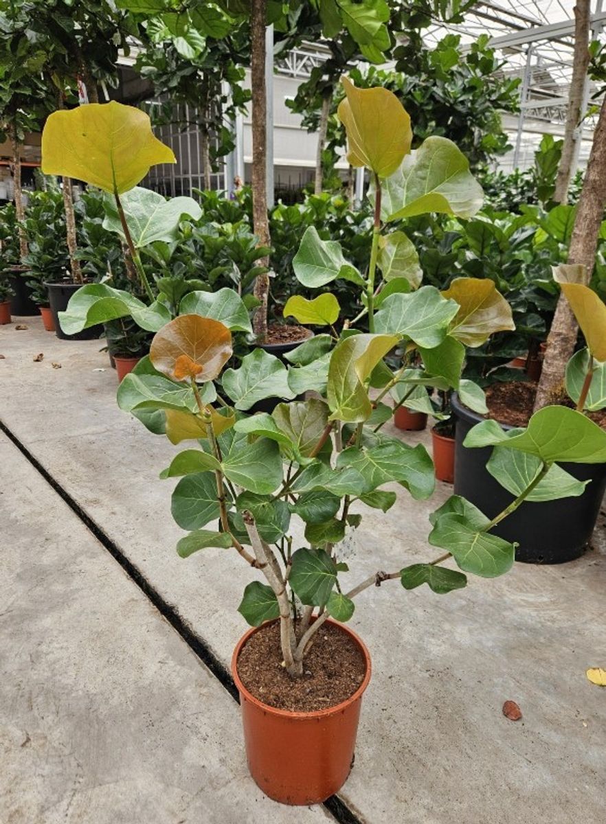Coccoloba uvifera — Plant Wholesale FlorAccess