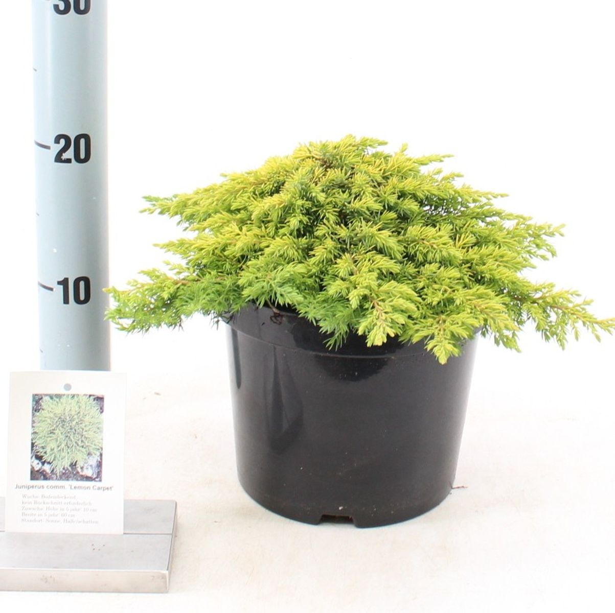 Juniperus communis 'Lemon Carpet' — Plant Wholesale FlorAccess