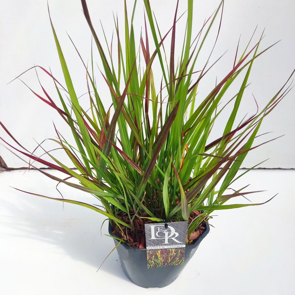 Panicum virgatum 'Sangria' — Plant Wholesale FlorAccess