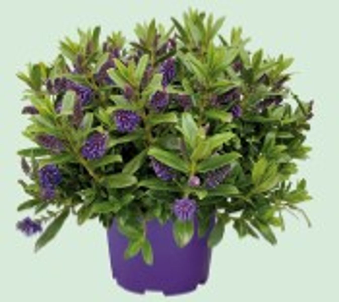 Hebe 'Matata Blue' — Plant Wholesale FlorAccess