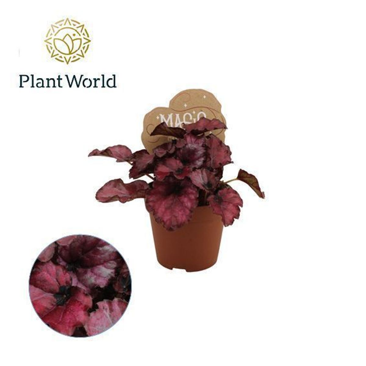 Begonia MAGIC COLOURS ETNA — Grossiste en Plantes FlorAccess