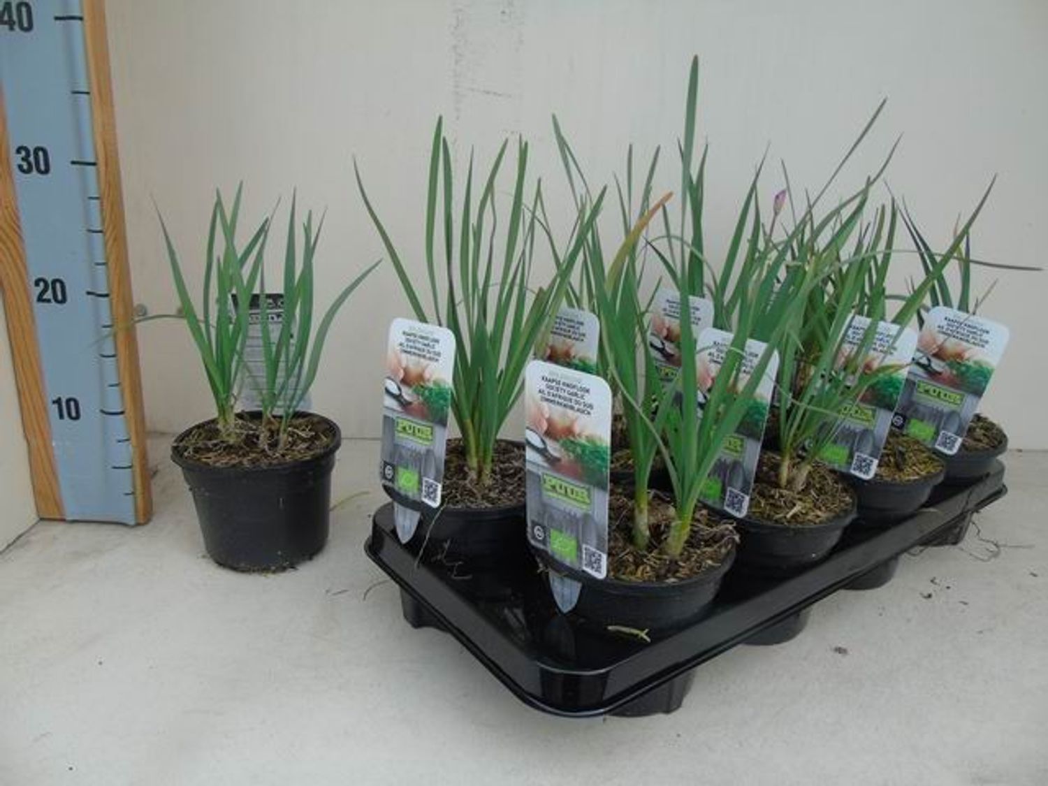 Tulbaghia violacea — Plant Wholesale FlorAccess