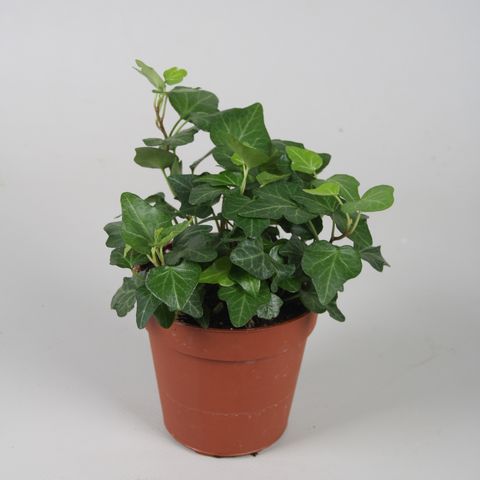 Hedera helix 'Wonder' — Рослини оптом FlorAccess