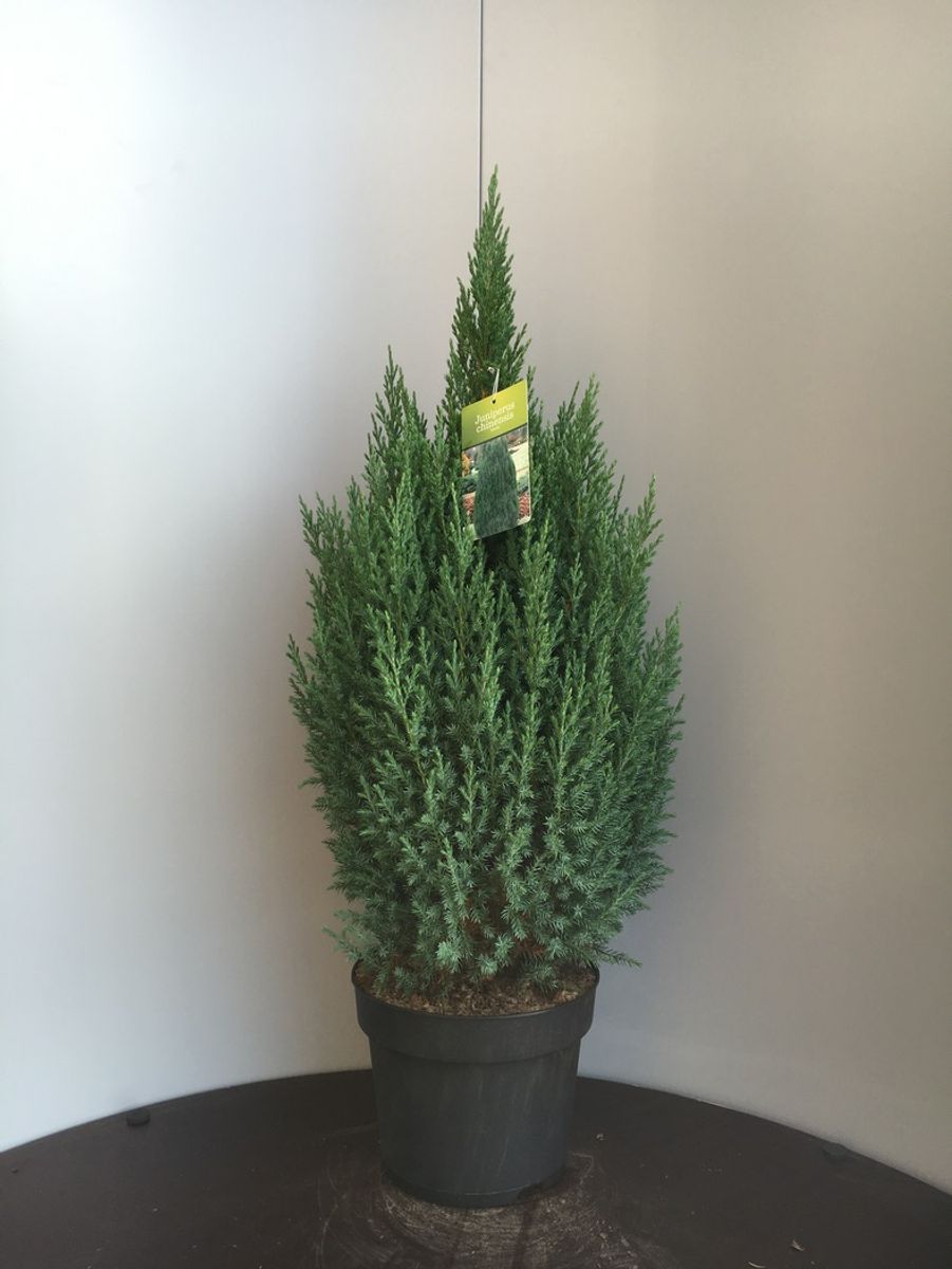 Juniperus chinensis 'Stricta' — Plant Wholesale FlorAccess