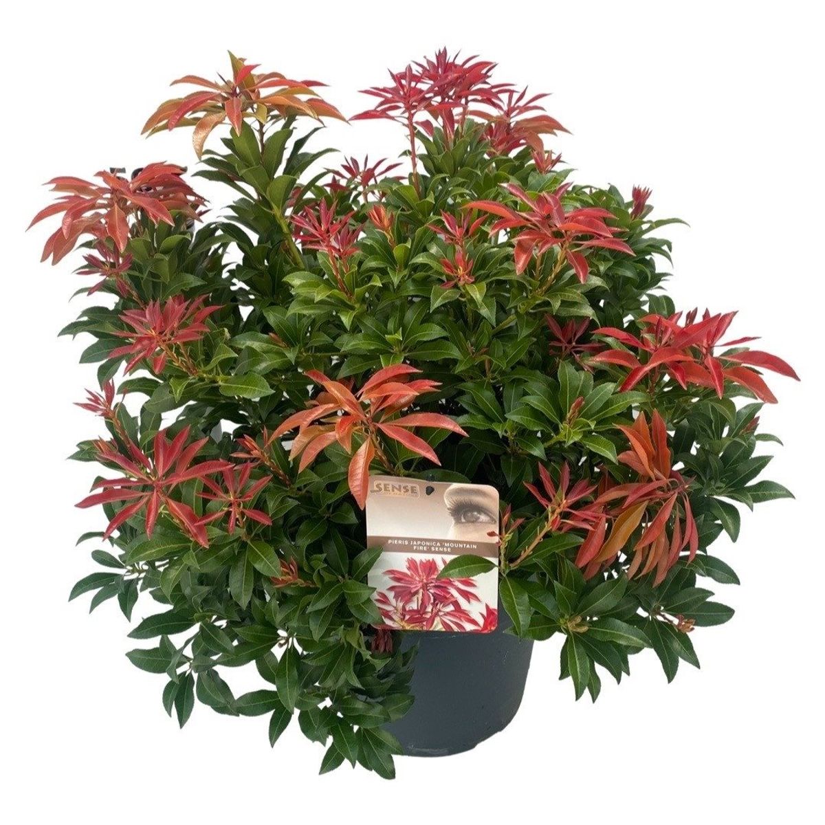 Pieris japonica 'Mountain Fire' — Plant Wholesale FlorAccess