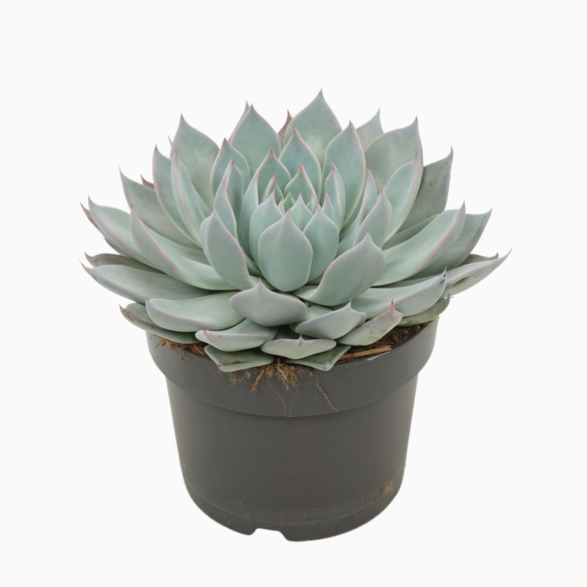 Echeveria 'Aquila' — Plant Wholesale FlorAccess