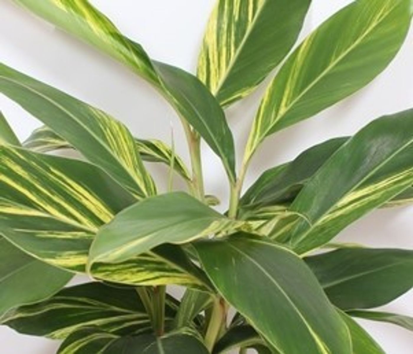 Alpinia zerumbet 'Variegata' — Plant Wholesale FlorAccess