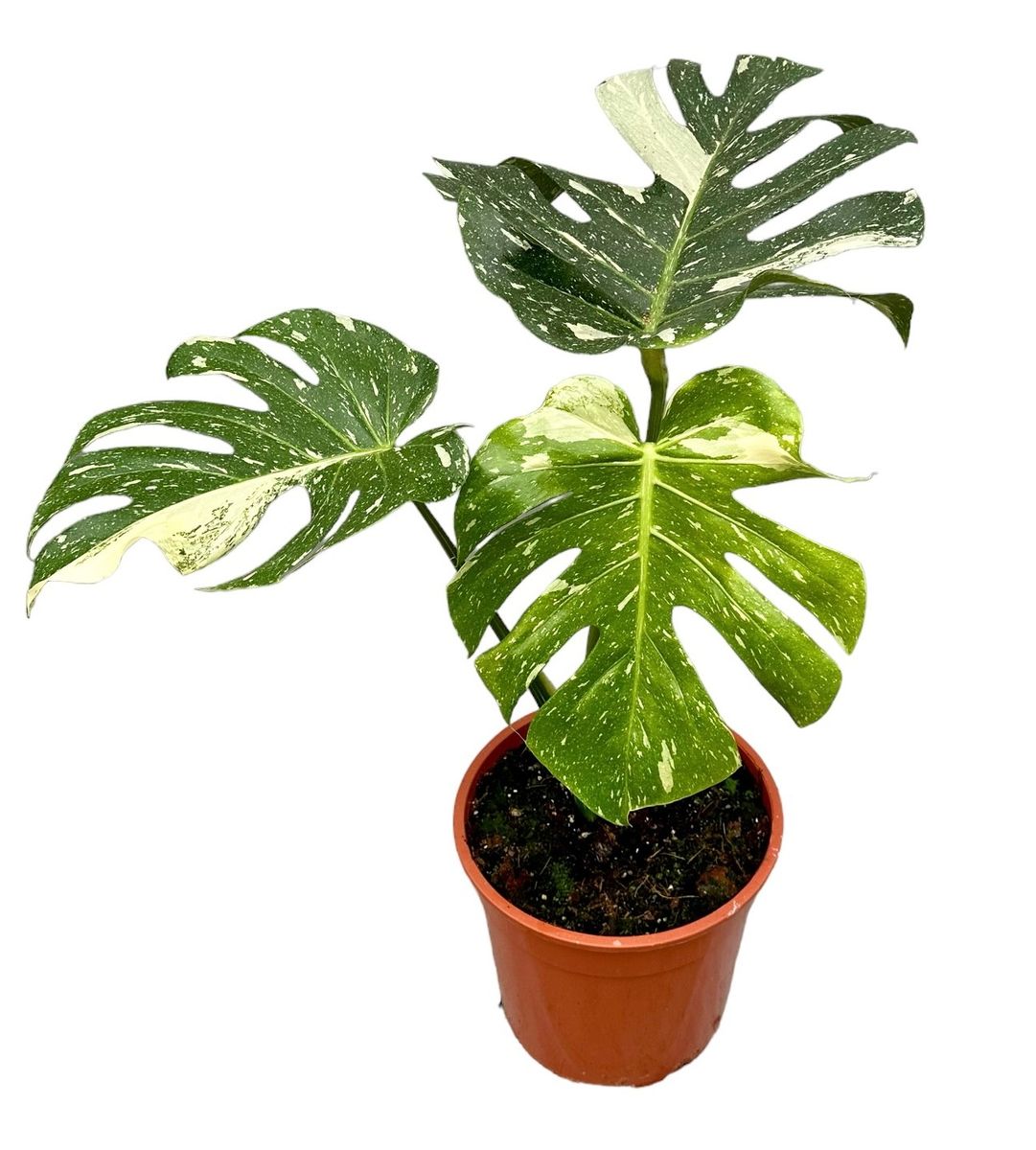 Monstera 'Thai Constellation' — Plant Wholesale FlorAccess
