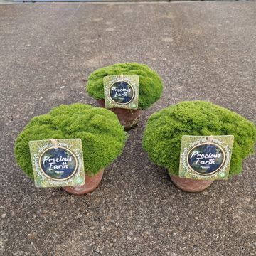 Sagina subulata — Plant Wholesale FlorAccess