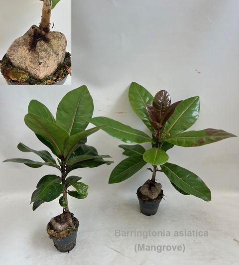Barringtonia asiatica — Plant Wholesale FlorAccess