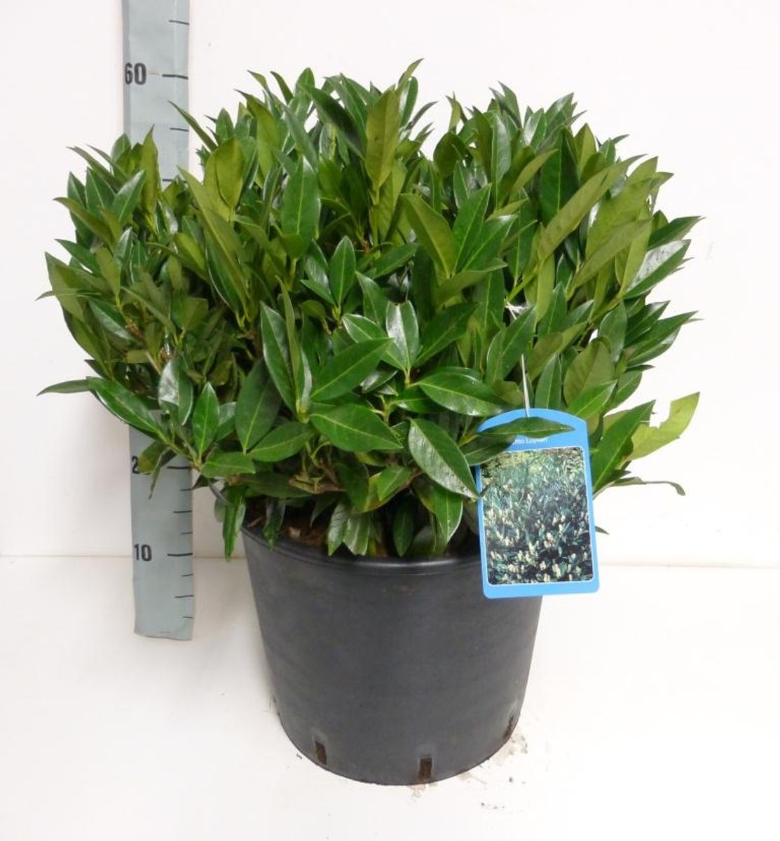 Prunus laurocerasus 'Otto Luyken' — Plant Wholesale FlorAccess