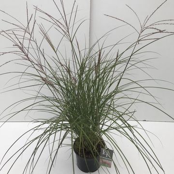 Miscanthus sinensis 'Red Chief' — Plant Wholesale FlorAccess