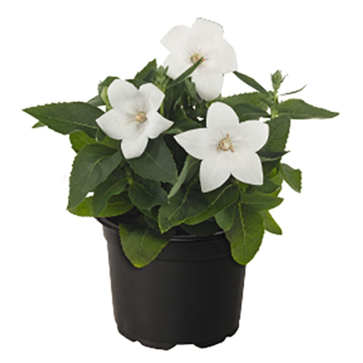Platycodon grandiflorus POP STAR WHITE — Plant Wholesale FlorAccess