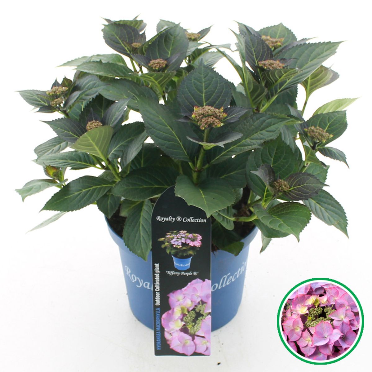Hydrangea macrophylla ROYALTY COLLECTION TIFFANY PURPLE — Mayorista de ...