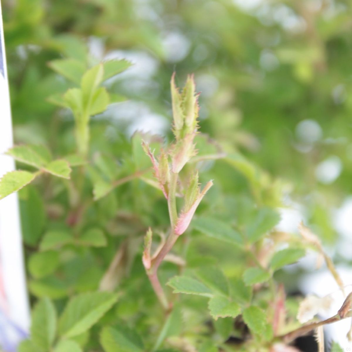 Rosa CUTIE PIE — Plant Wholesale FlorAccess