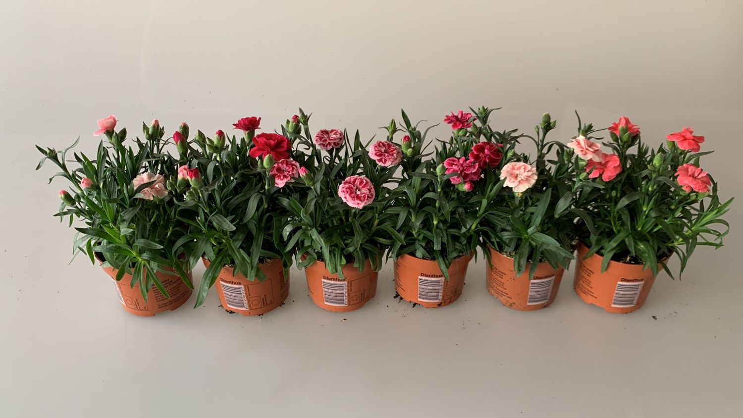 Dianthus OSCAR MIX — Plant Wholesale FlorAccess