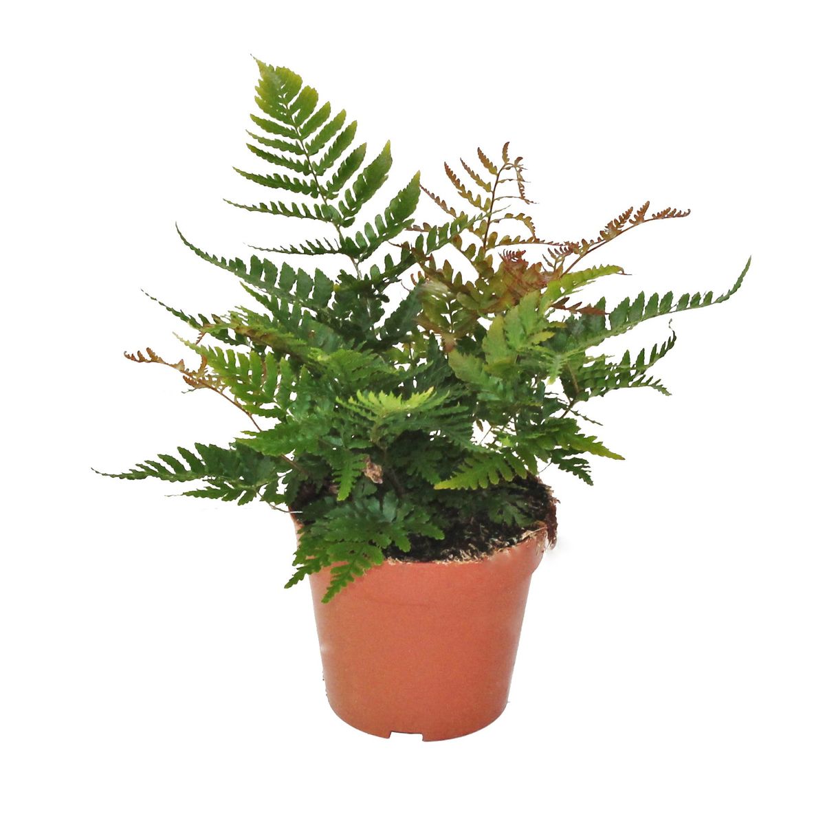 Dryopteris erythrosora prolifica — Plant Wholesale FlorAccess