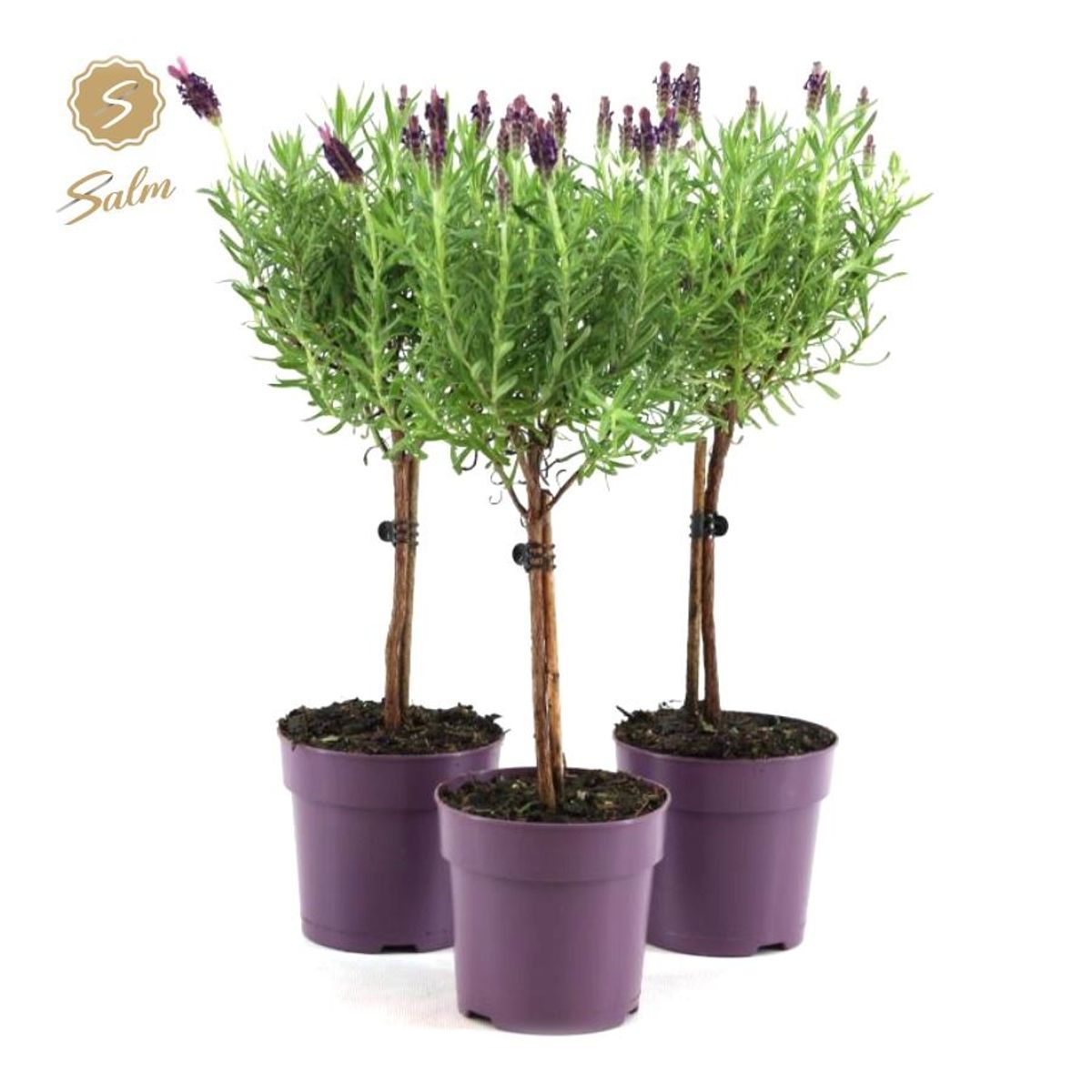 Lavandula stoechas 'Anouk' — Plant Wholesale FlorAccess