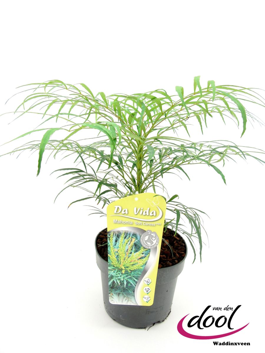 Mahonia eurybracteata 'Soft Caress' — Plant Wholesale FlorAccess