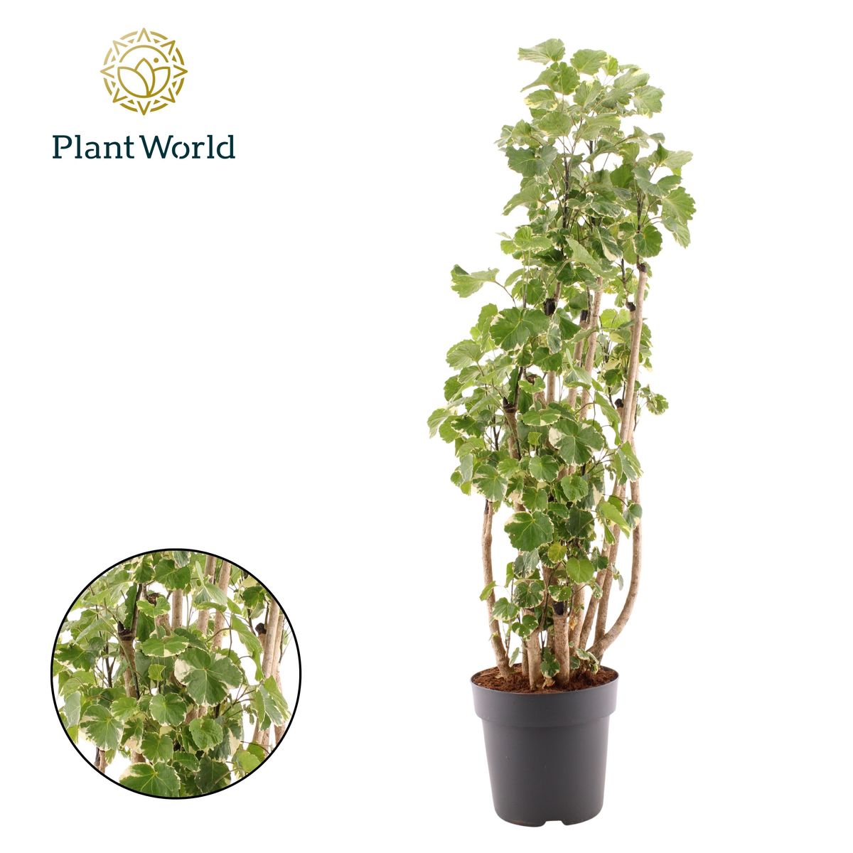 Polyscias scutellaria 'Balfourii' — Plant Wholesale FlorAccess