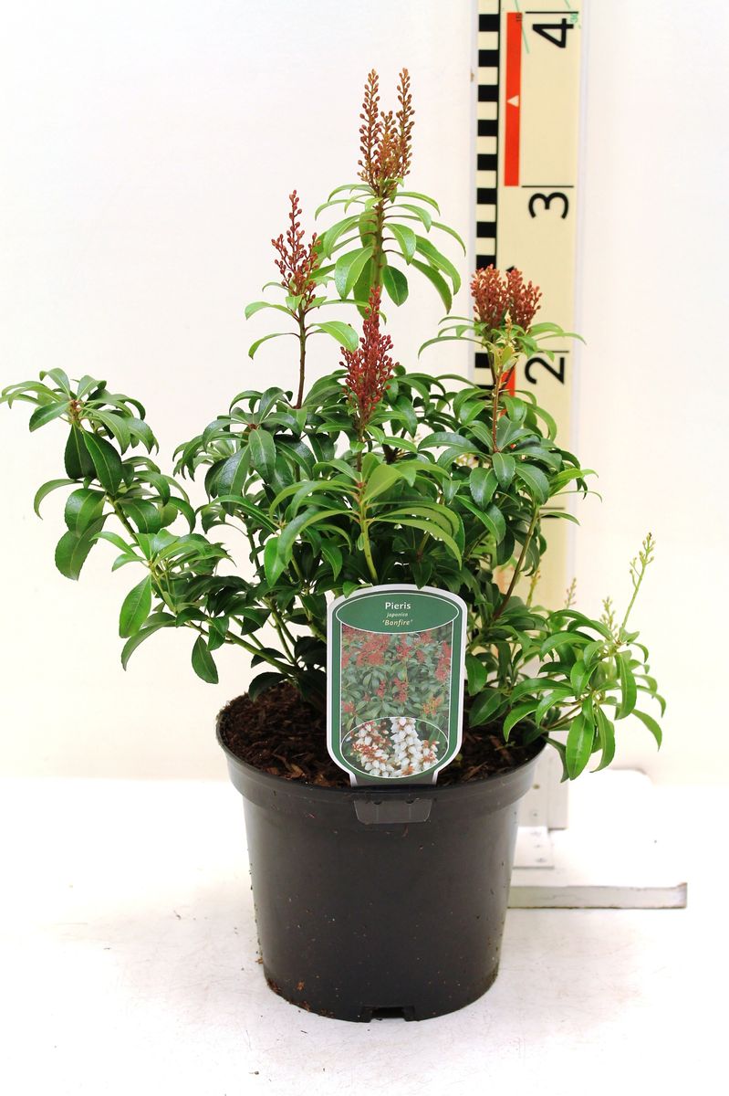 Pieris japonica 'Bonfire' — Plant Wholesale FlorAccess