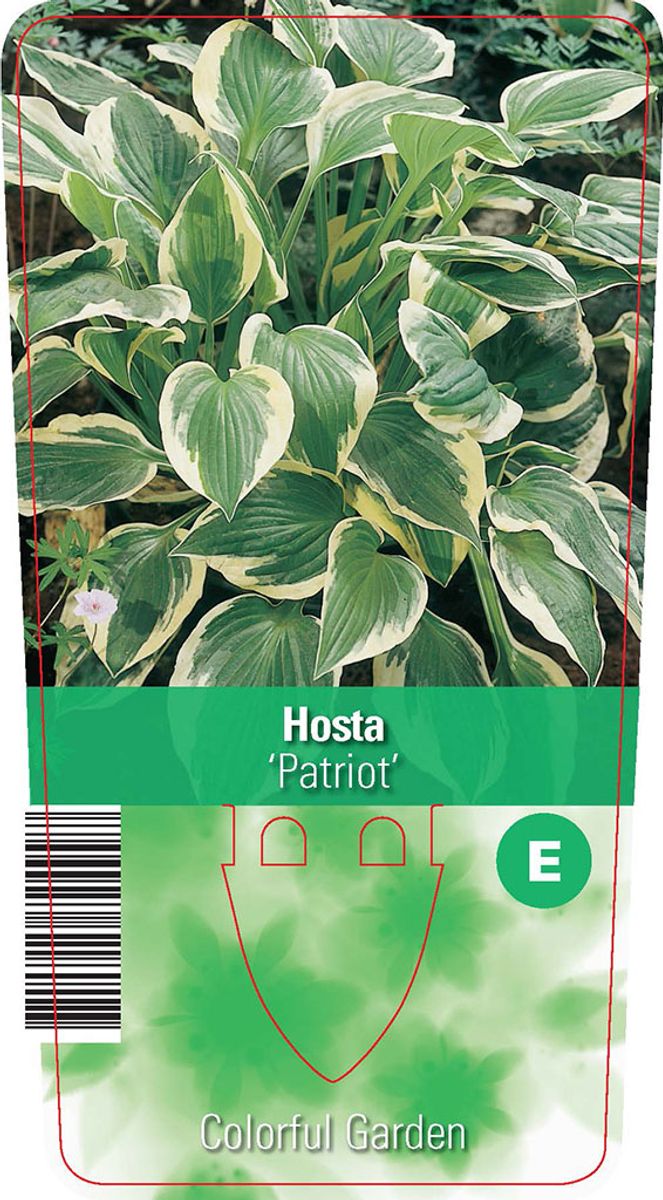 Hosta 'Patriot' — Plant Wholesale FlorAccess