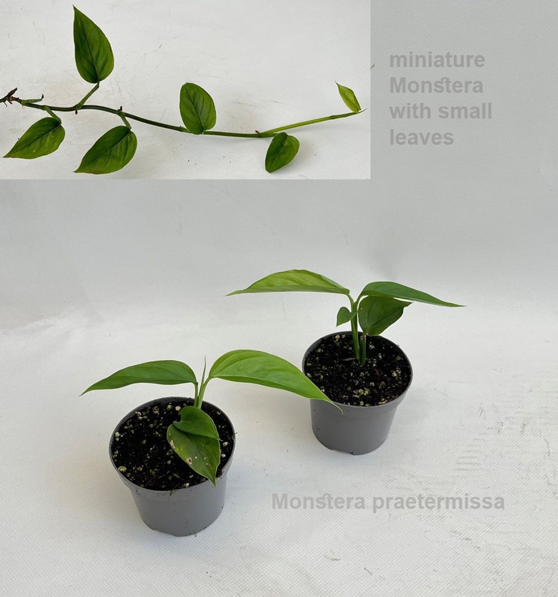 Monstera praetermissa — Plant Wholesale FlorAccess