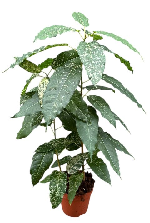 Ficus 'Snowstorm' — Plant Wholesale FlorAccess