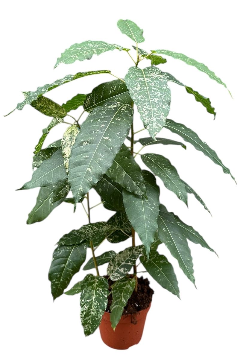 Ficus 'Snowstorm' — Plant Wholesale FlorAccess