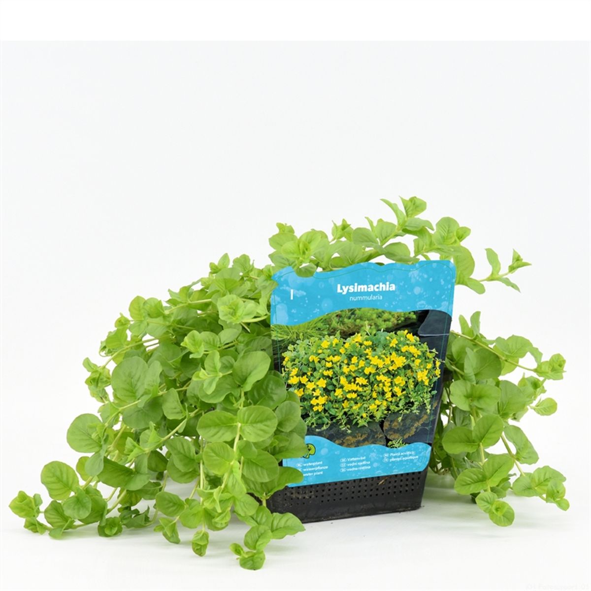Lysimachia nummularia — Plant Wholesale FlorAccess