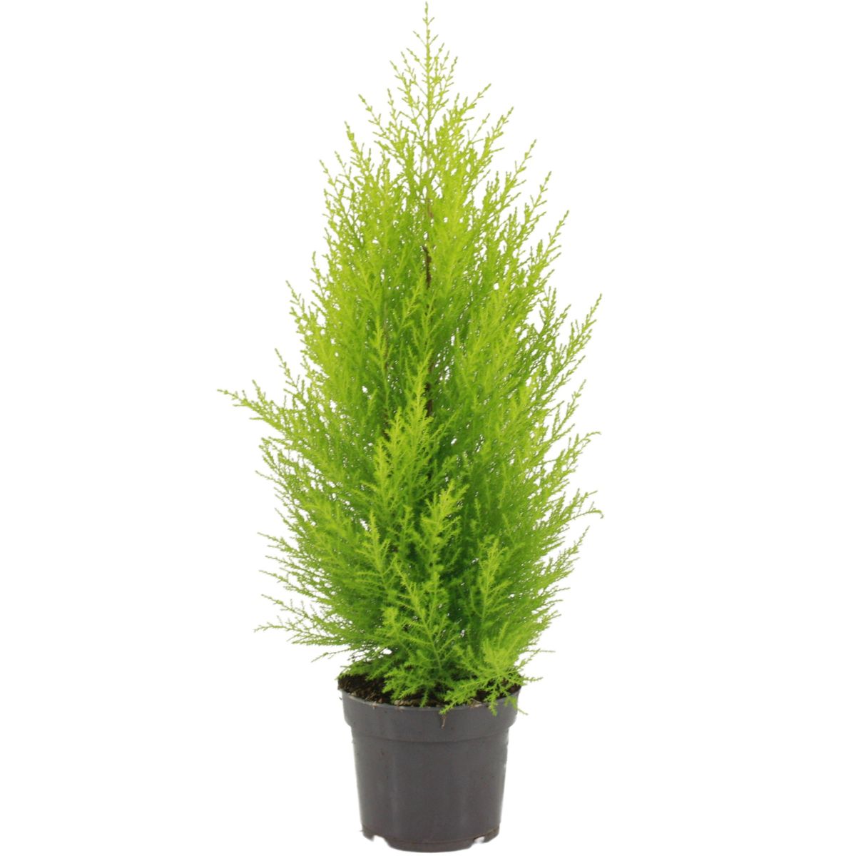 Cupressus macrocarpa 'Goldcrest Wilma' — Plant Wholesale FlorAccess