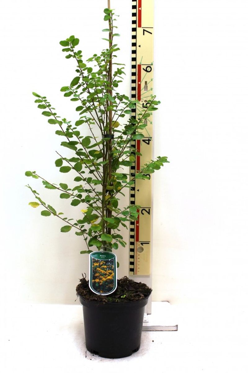 Azara serrata — Plant Wholesale FlorAccess