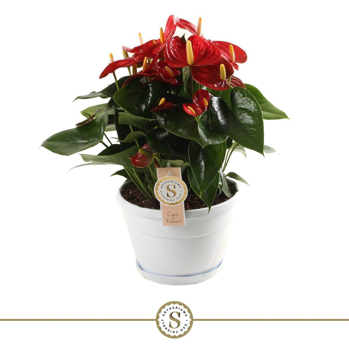 Anthurium RED CHAMPION — Groothandel in planten FlorAccess
