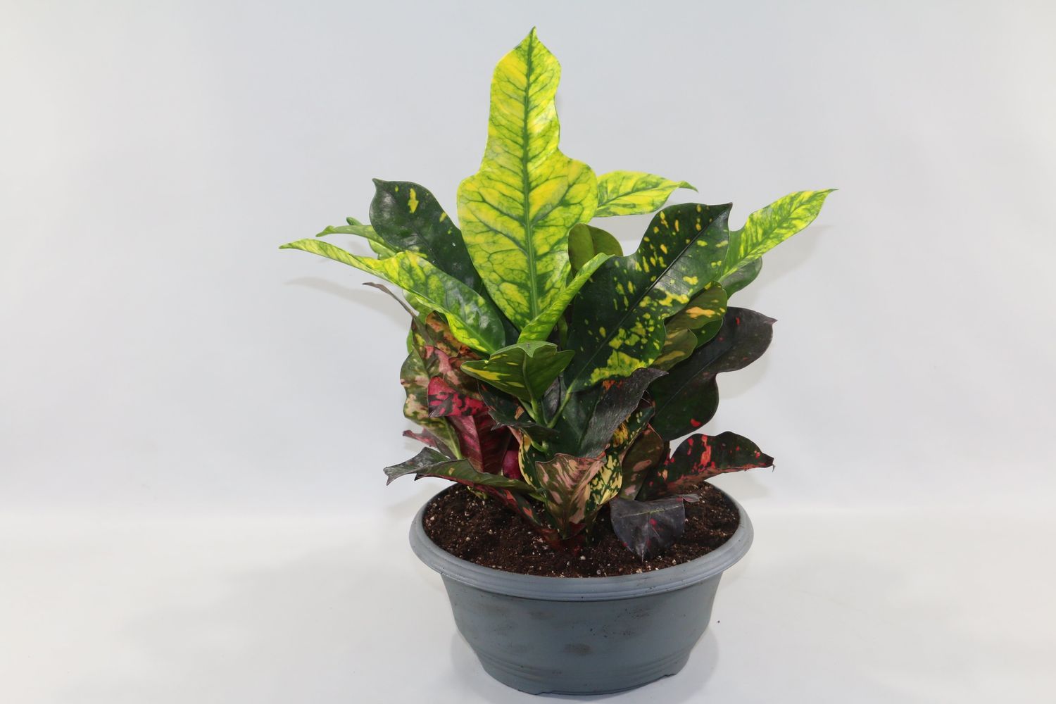 Codiaeum variegatum MIX IN POT — Plant Wholesale FlorAccess