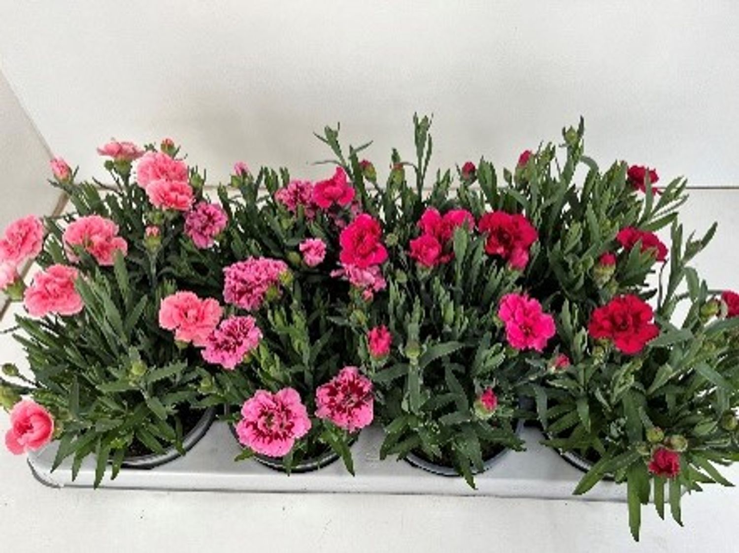 Dianthus OSCAR MIX — Plant Wholesale FlorAccess