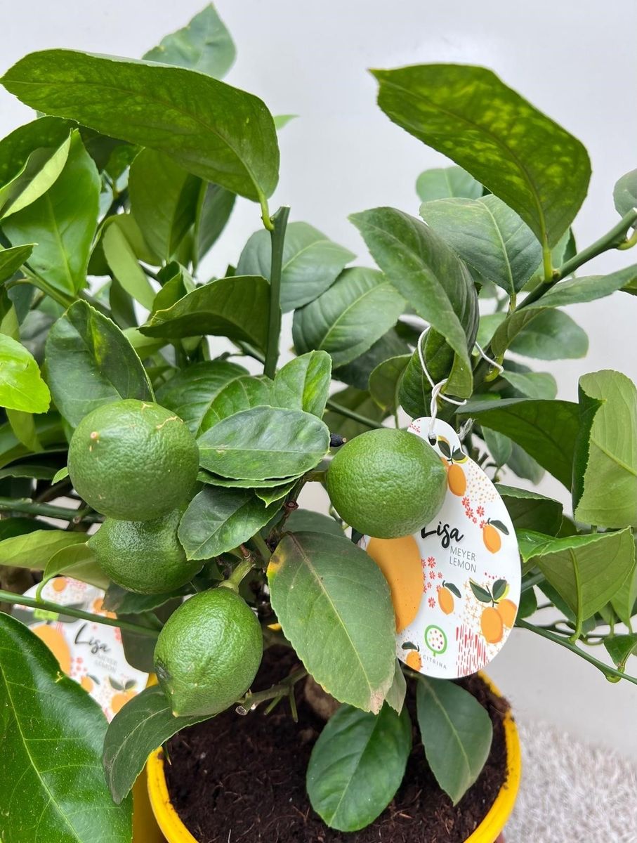 Citrus x meyeri 'Meyer' — Plant Wholesale FlorAccess