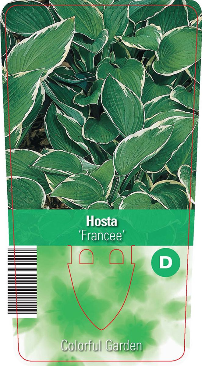 Hosta 'Francee' — Plant Wholesale FlorAccess