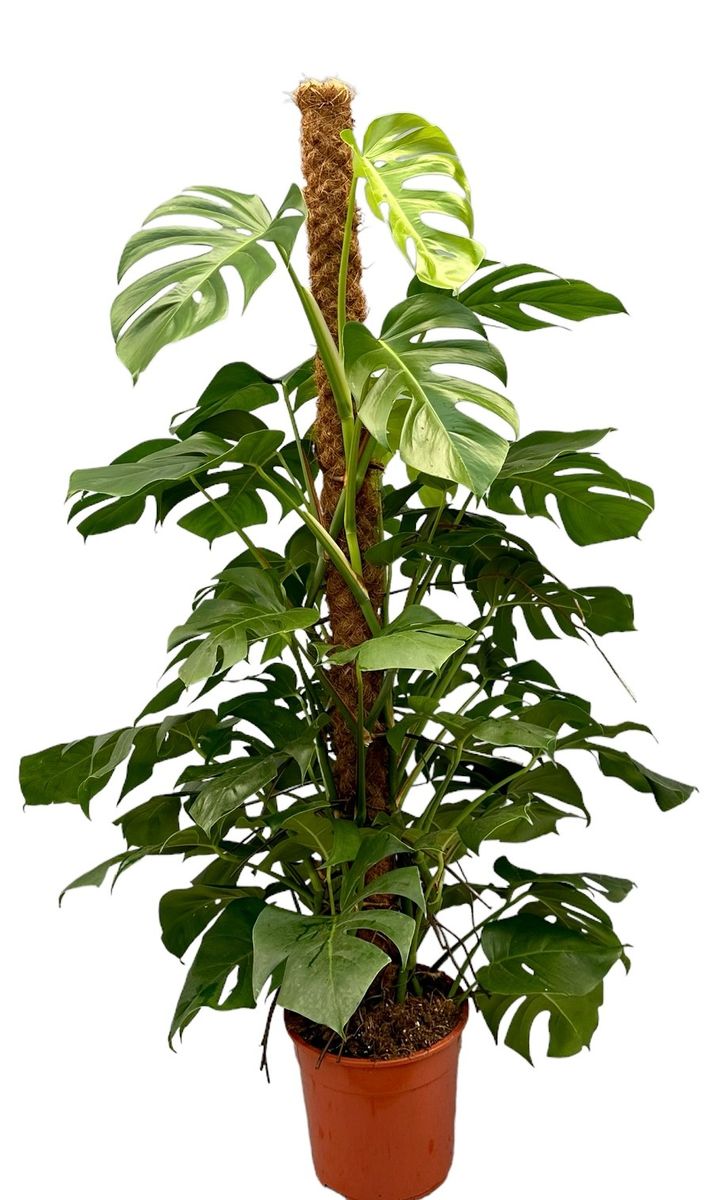Monstera deliciosa — Plant Wholesale FlorAccess