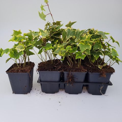 Hedera helix 'Goldchild' — Plant Wholesale FlorAccess