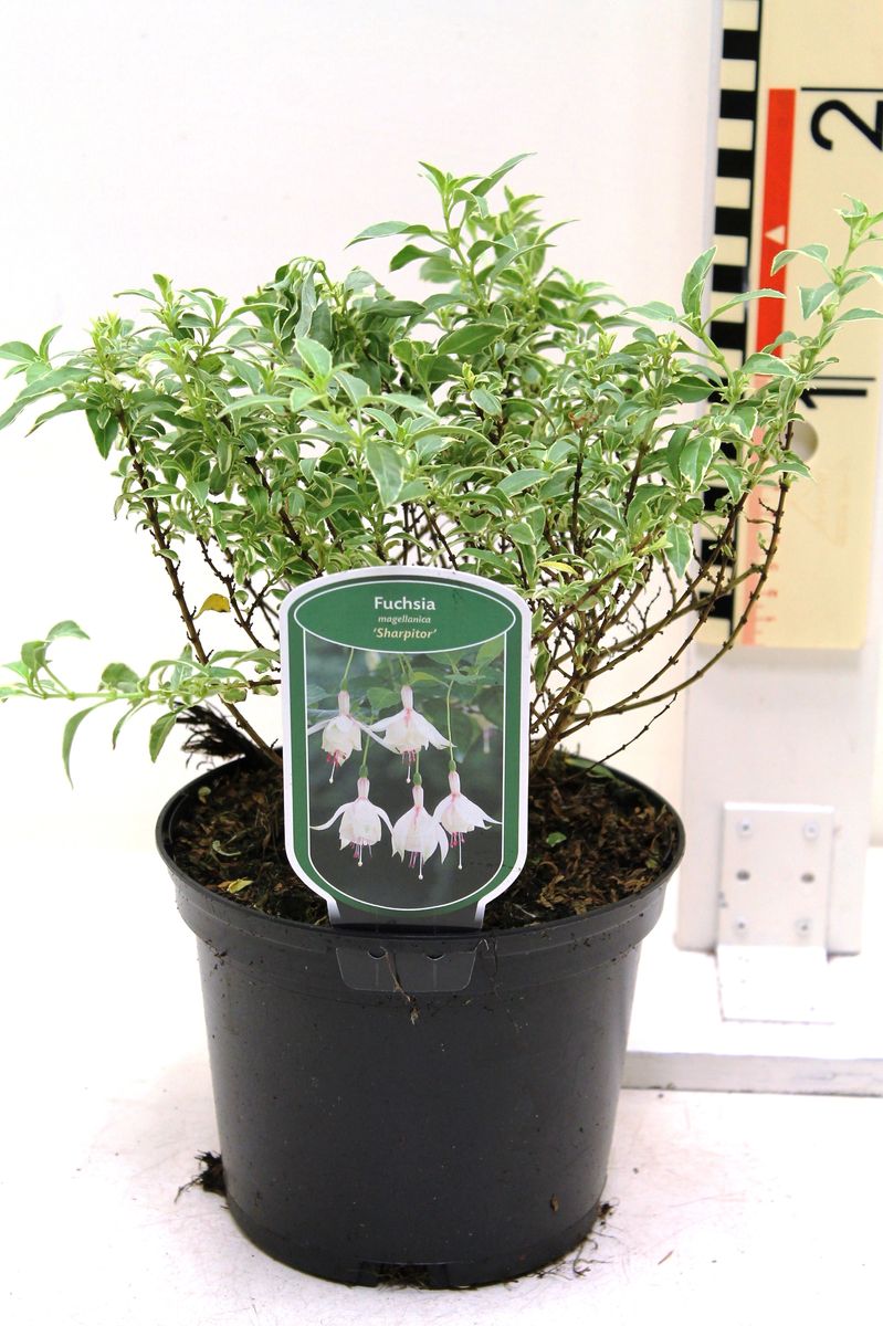 Fuchsia magellanica 'Sharpitor' — Plant Wholesale FlorAccess