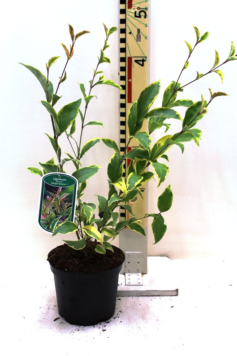 Ligustrum japonicum ARLEQUIN — Plant Wholesale FlorAccess