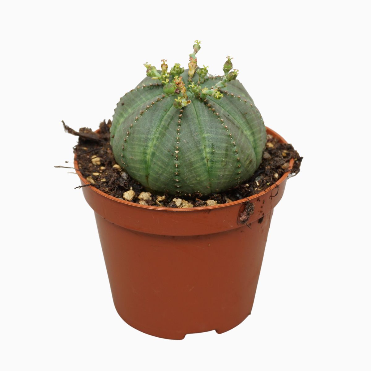 Euphorbia obesa — Hurtownia roślin FlorAccess