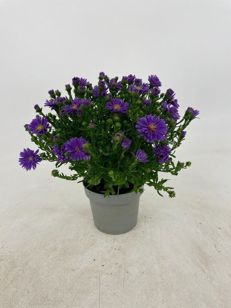 Aster ALPHA DARK PURPLE LAUNCH — Plant Wholesale FlorAccess