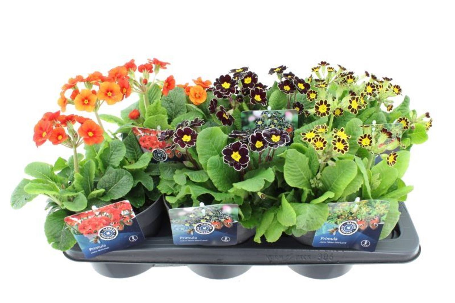 Primula ELATIOR MIX — Plant Wholesale FlorAccess