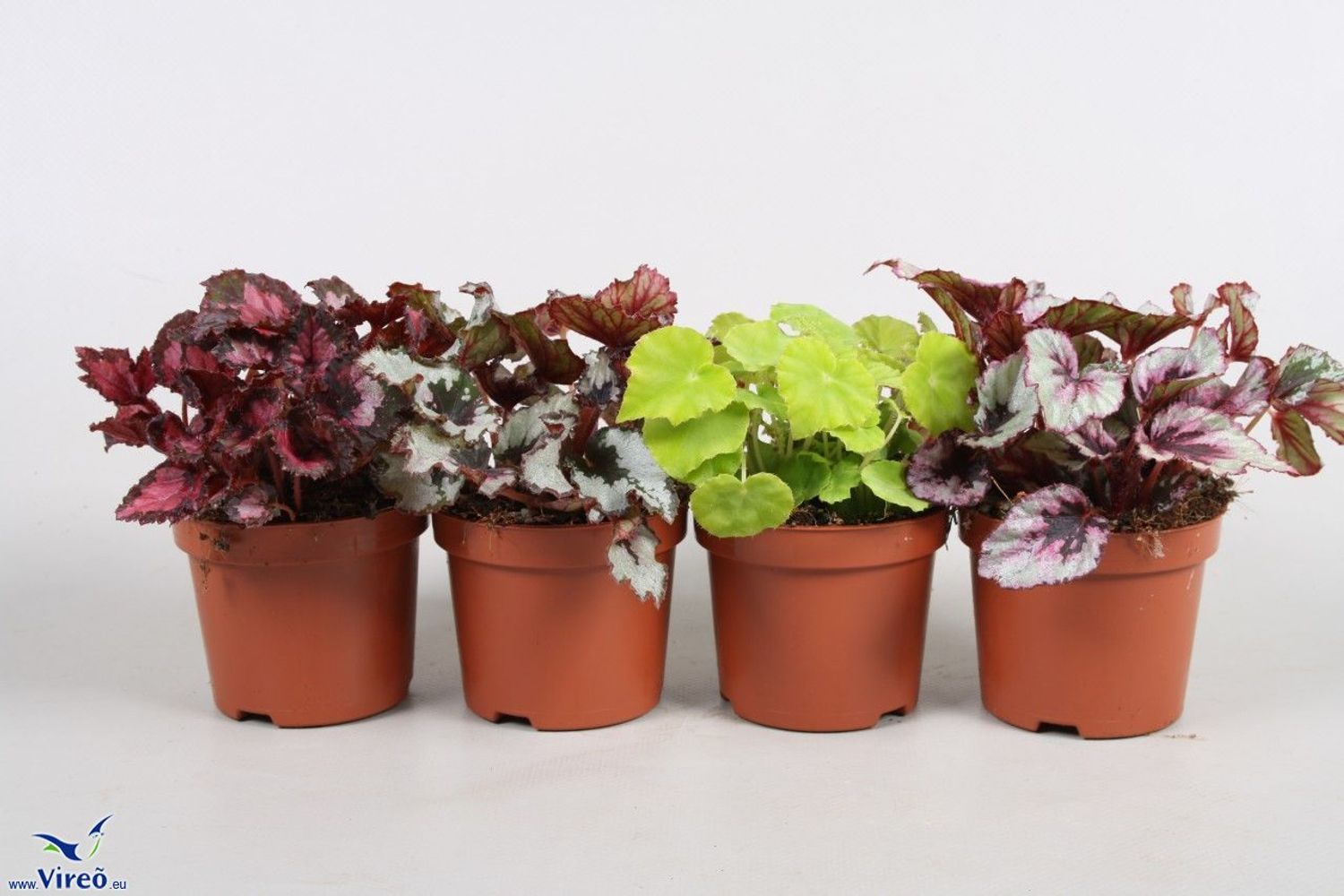 Begonia BELEAF MIX — Mayorista de plantas FlorAccess