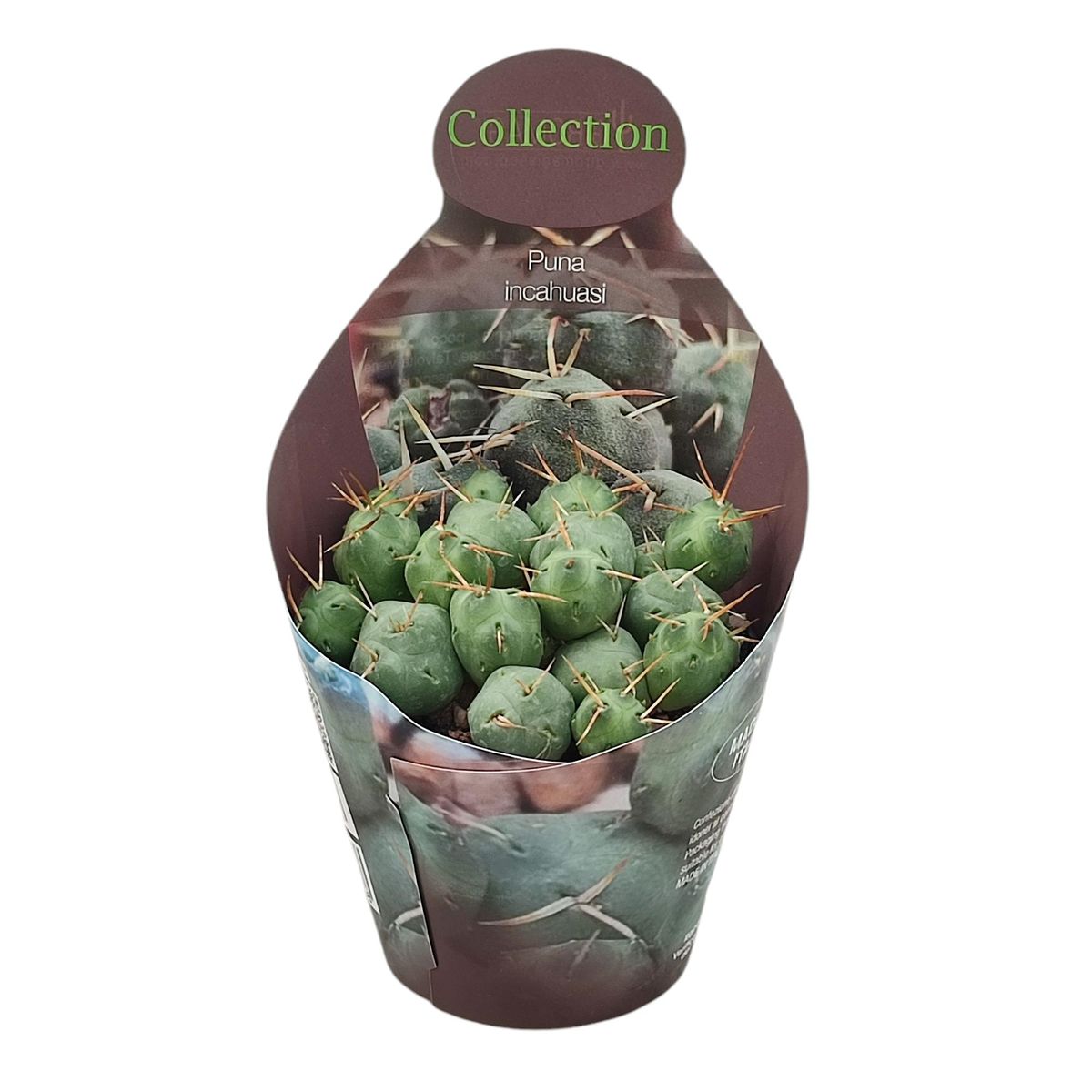 Puna subterranea incahuasi — Plant Wholesale FlorAccess