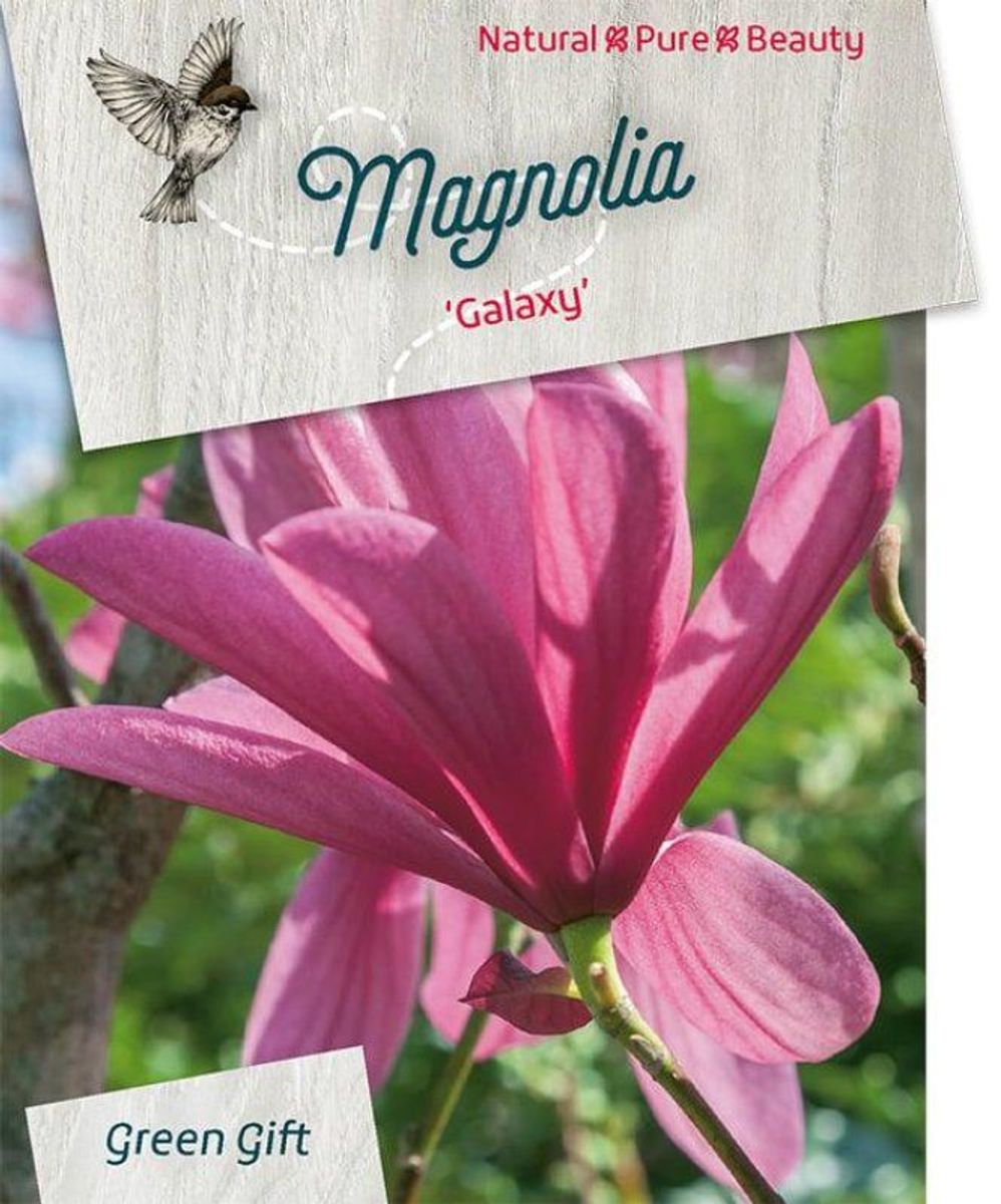 Magnolia 'Galaxy' — Plant Wholesale FlorAccess