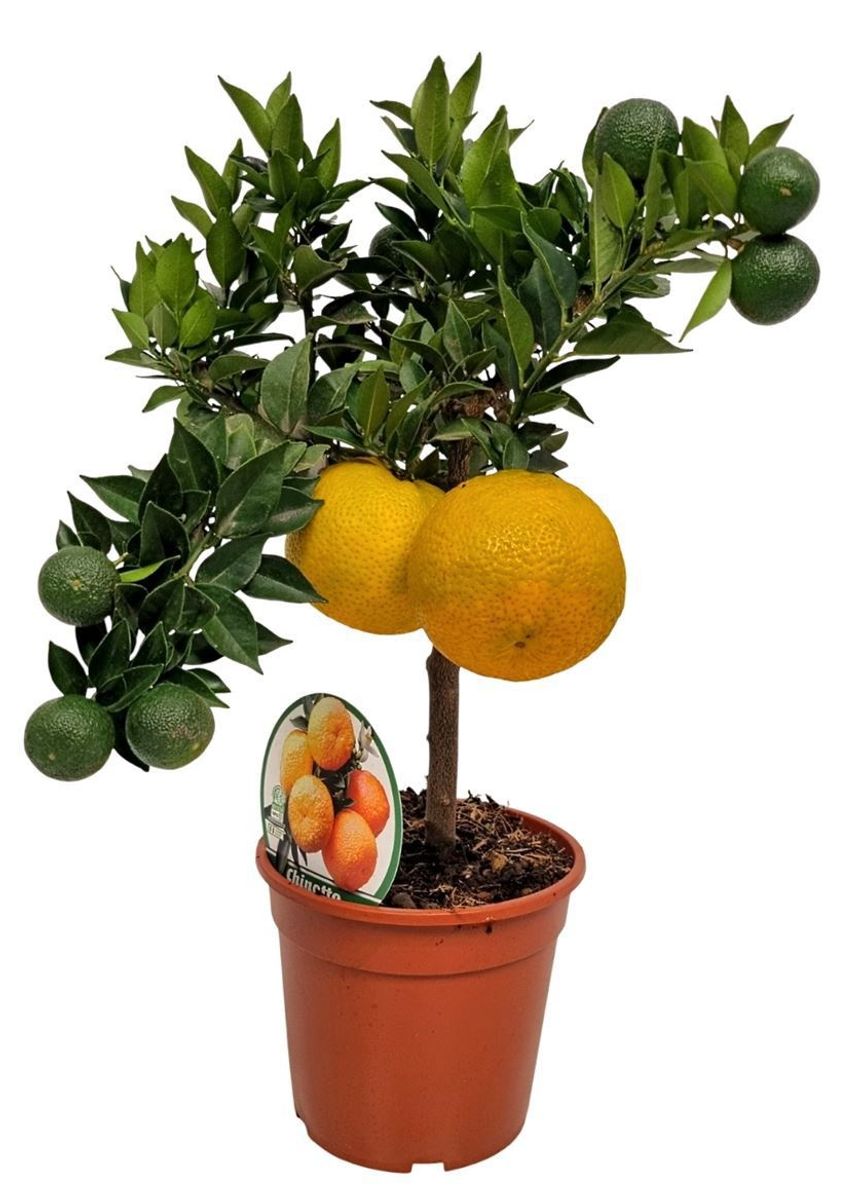 Citrus aurantium 'Chinotto' — Plant Wholesale FlorAccess