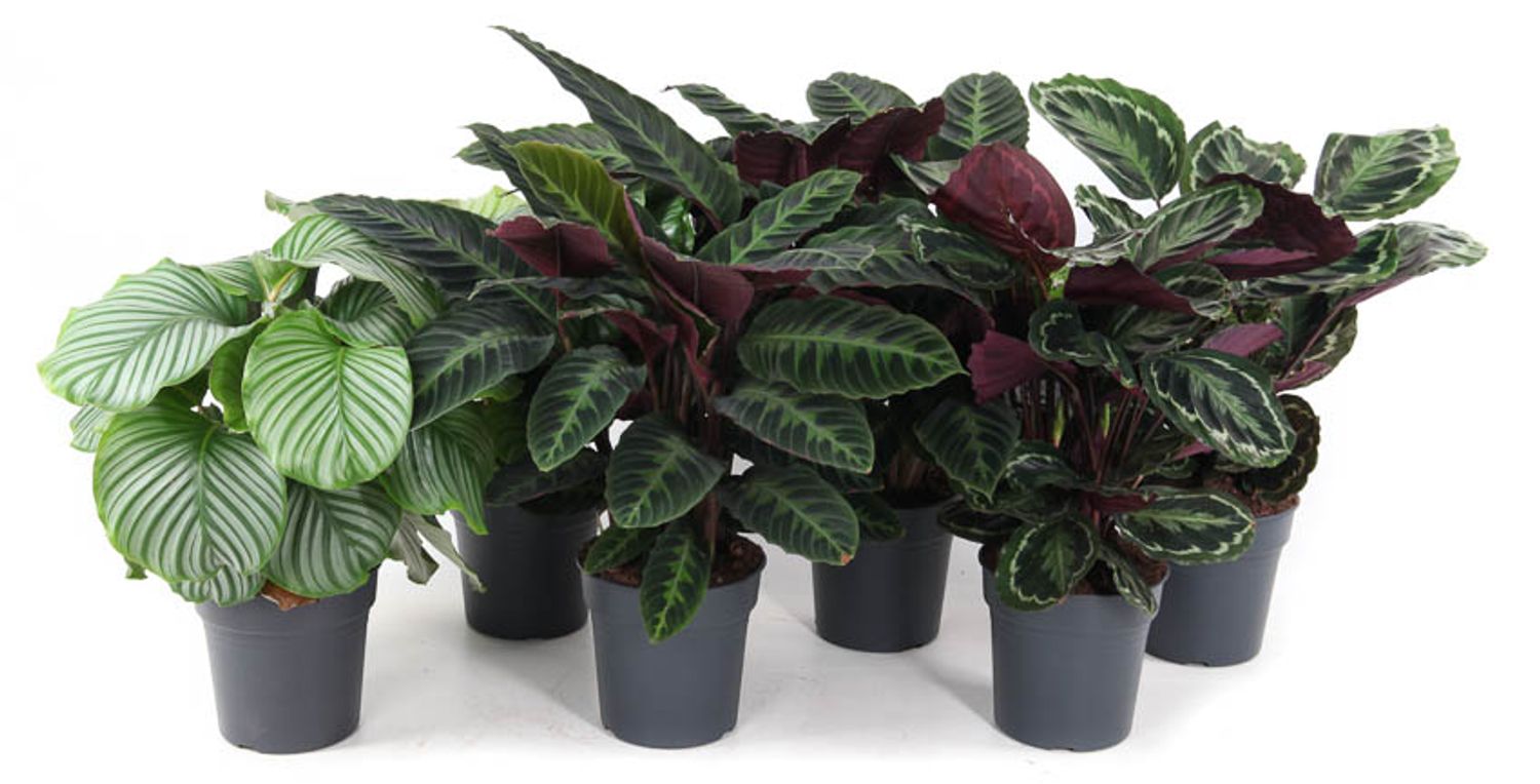 Calathea MIX — Plant Wholesale FlorAccess